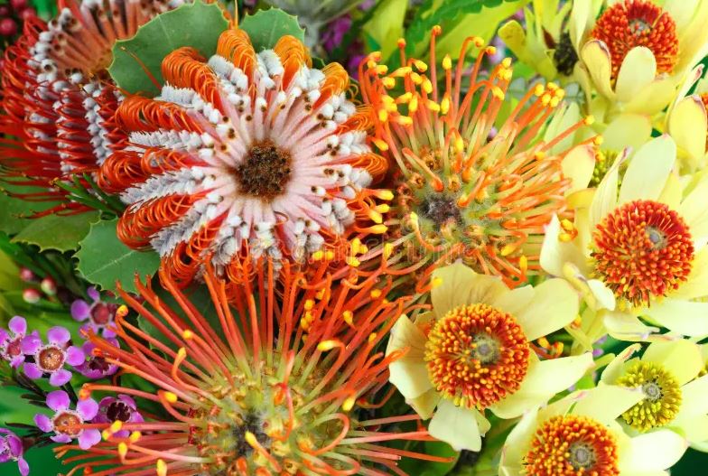 Top Reasons To Gift Australian Native Flowers This Season